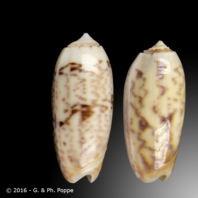 Shell Encyclopedia - Worms Details | Conchology | Conchology