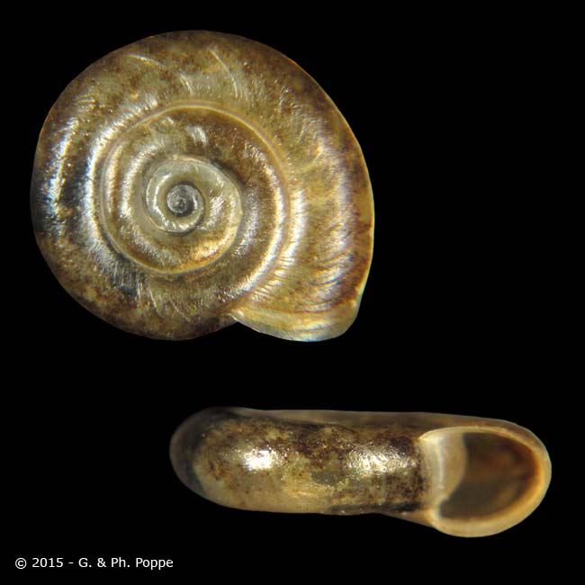 Sobre planorbis y sus parientes los planórbidos. Forma y colores