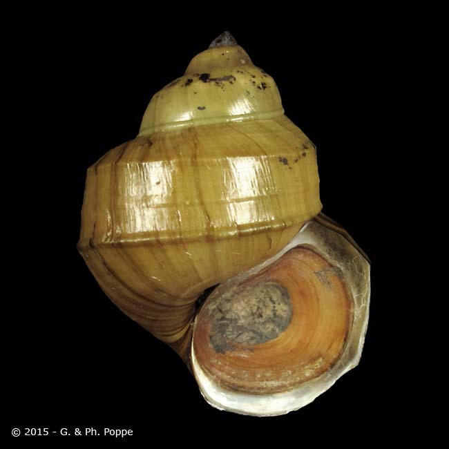 Shell Encyclopedia - Conchological MegaDatabase Iconographic Overview ...