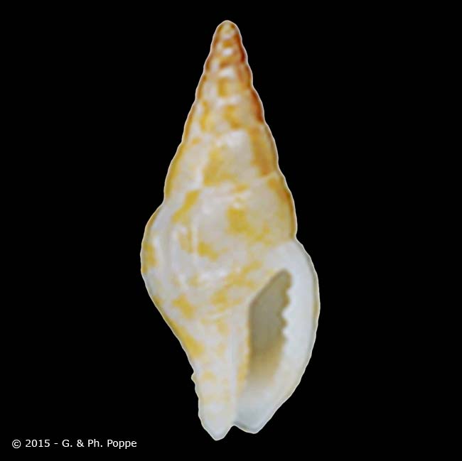 Shell Encyclopedia - Conchological MegaDatabase Iconographic Overview ...