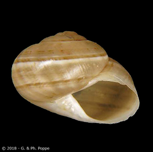 Shell Encyclopedia - Conchological MegaDatabase Iconographic Overview ...