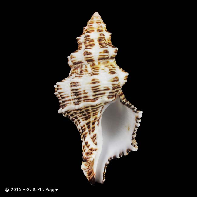 Featured Shells For Sale | Conchology