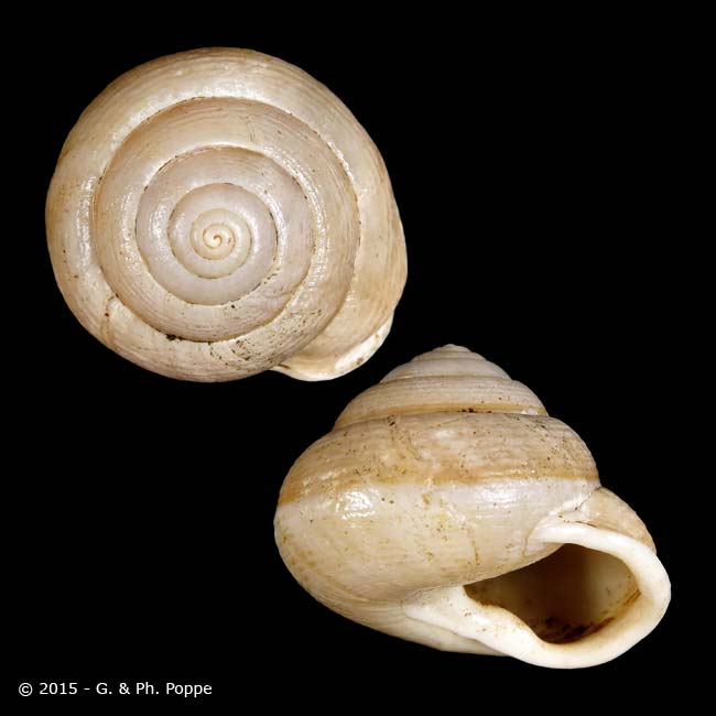 Shell Encyclopedia - Conchological MegaDatabase Iconographic Overview ...