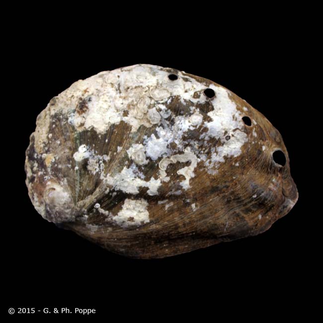 Shell Encyclopedia - Worms Details | Conchology | Conchology