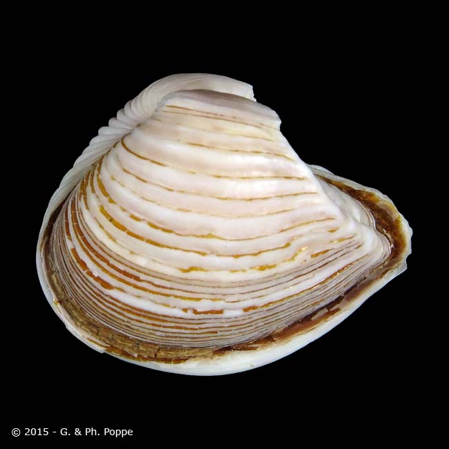 Rare for Sale | Conchology