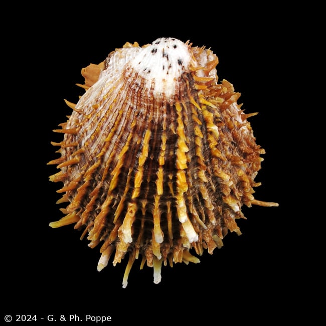 New Additions Shells For Sale | Conchology