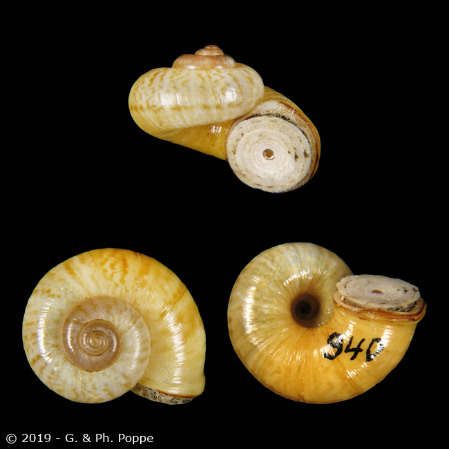 Shell Encyclopedia - Worms Details | Conchology | Conchology