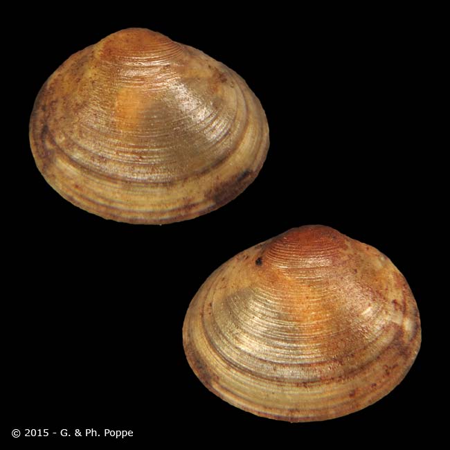 SPHAERIIDAE » Euglesa casertanum , ID:843328 , Shell Detail « Shell ...