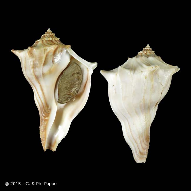 Shell Encyclopedia - Worms Details | Conchology | Conchology