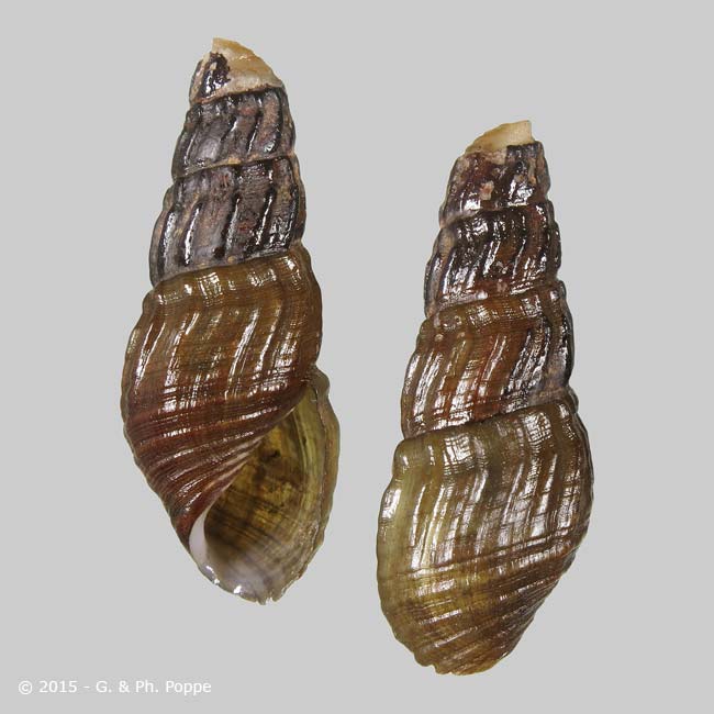 Shell Encyclopedia - Conchological MegaDatabase Iconographic Overview ...