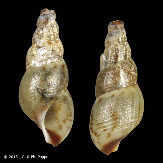 Shell Encyclopedia - Conchological MegaDatabase Iconographic Overview ...