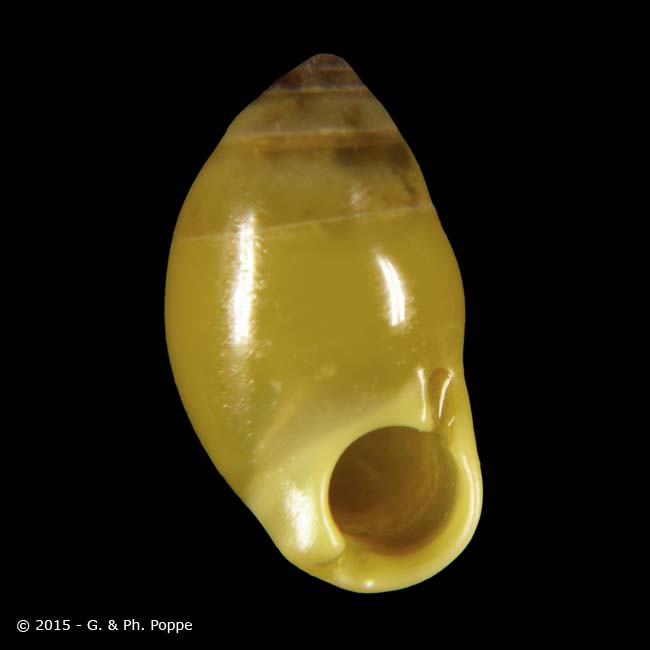 Shell Encyclopedia - Worms Details | Conchology | Conchology