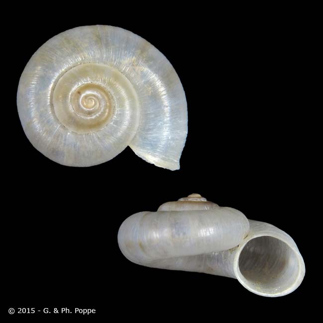 Shell Encyclopedia - Worms Details | Conchology | Conchology