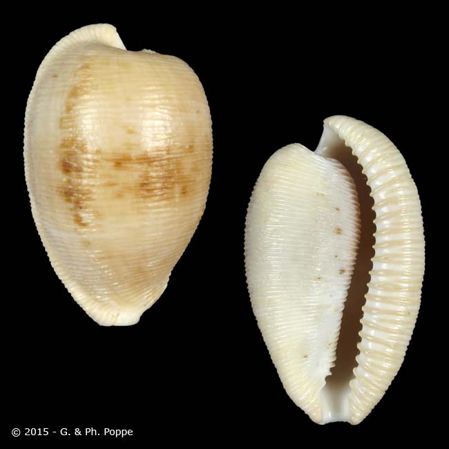 Featured Shells For Sale | Conchology