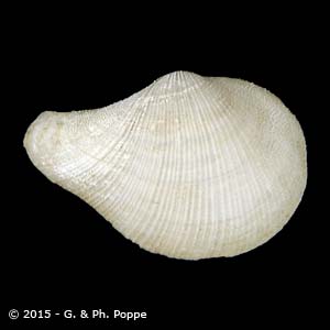 Shells For Sale Shown by Species: EUCIROIDAE for Sale