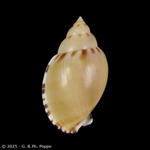 Shell Encyclopedia - Conchological MegaDatabase Iconographic Overview ...