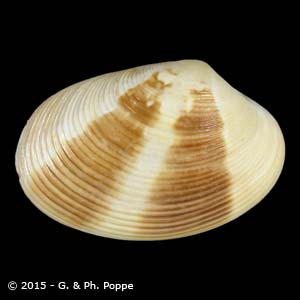 VENERIDAE | Shells Group By Species | Conchology