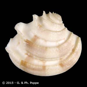 VENERIDAE | Shells Group By Species | Conchology
