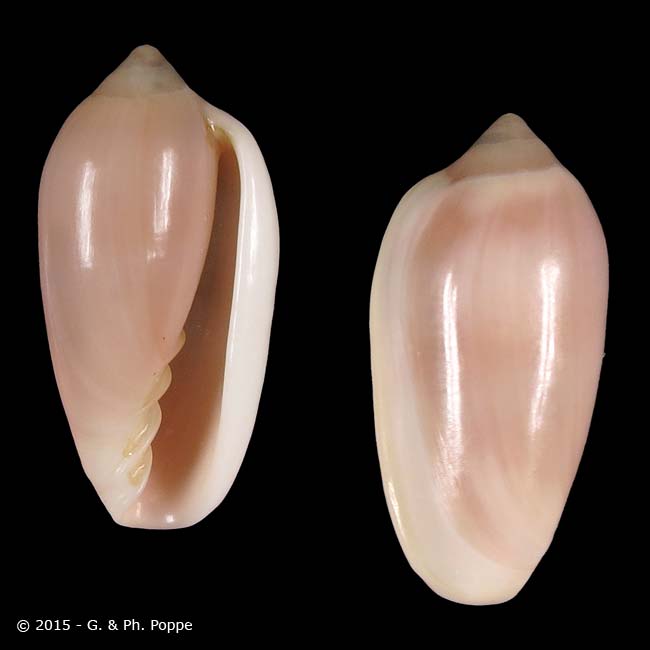 Featured Shells For Sale | Conchology