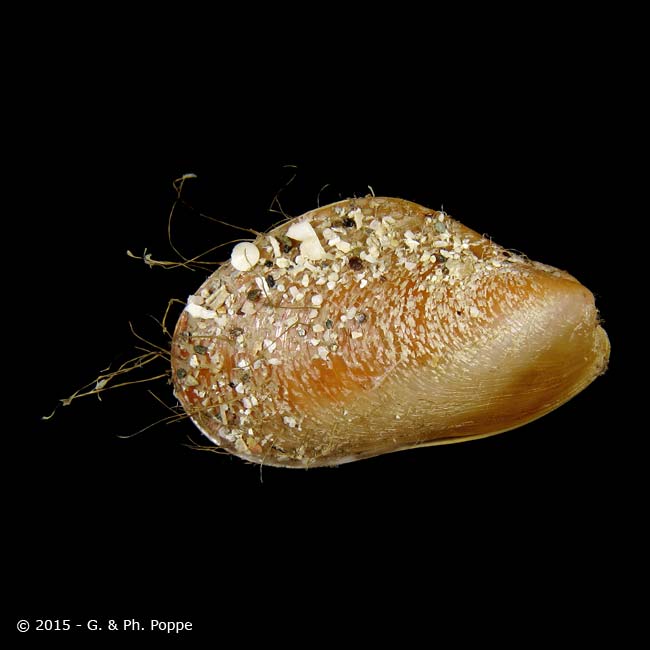 Featured Shells For Sale | Conchology