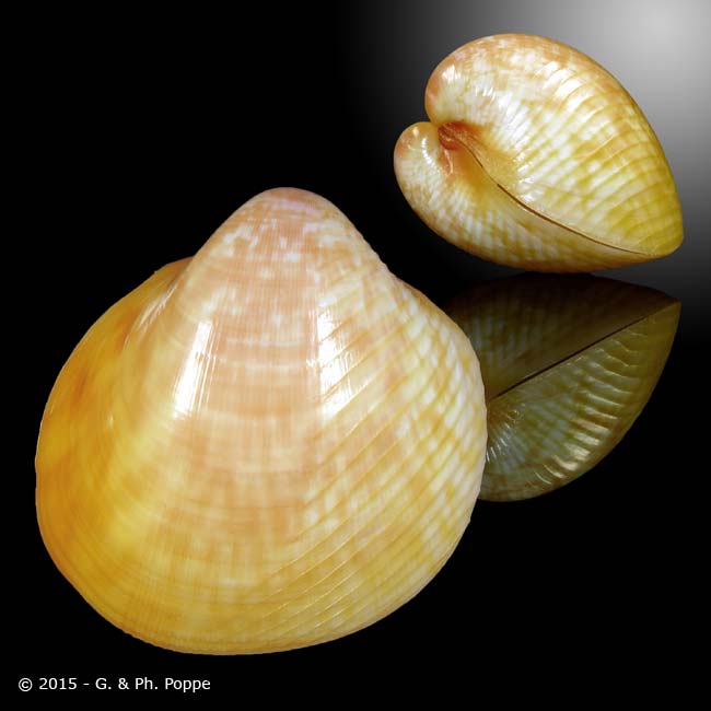 Shell Encyclopedia - Conchological MegaDatabase Iconographic Overview ...