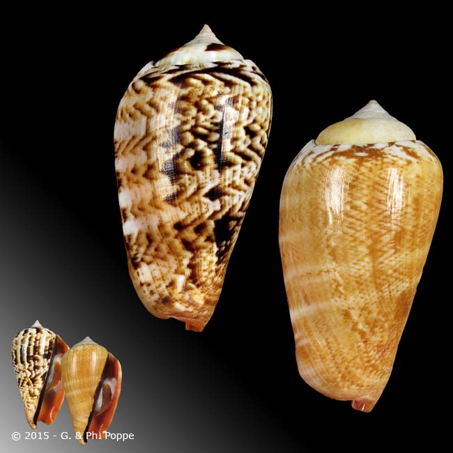 Shell Encyclopedia - Worms Details | Conchology | Conchology