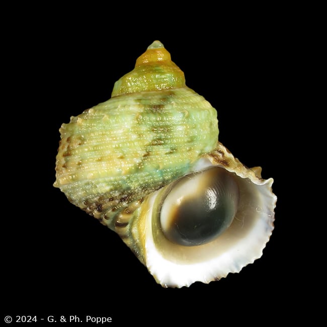 Featured Shells For Sale | Conchology