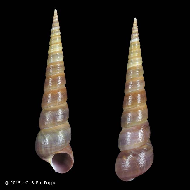 Shell Encyclopedia - Conchological MegaDatabase Iconographic Overview ...