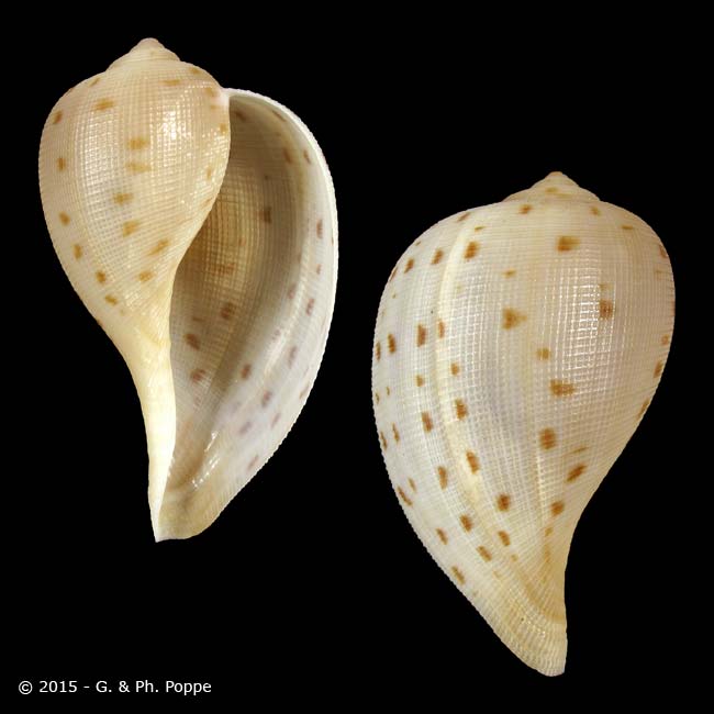 Shell Encyclopedia - Conchological MegaDatabase Iconographic Overview ...