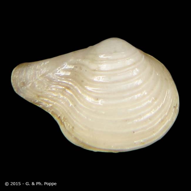 Shell Encyclopedia - Conchological MegaDatabase Iconographic Overview ...