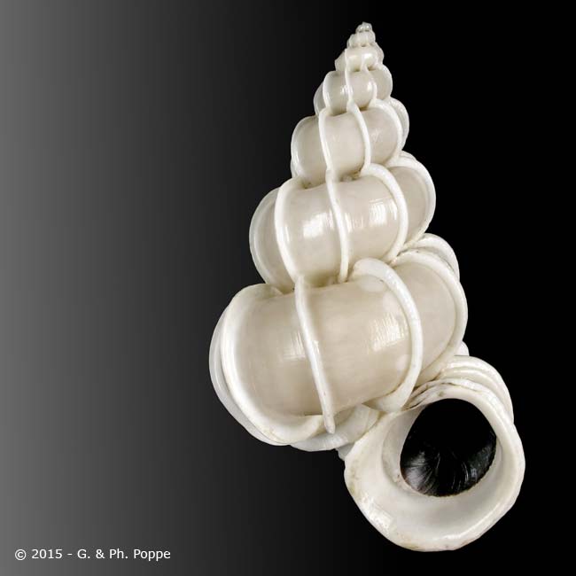 Shell Encyclopedia - Conchological MegaDatabase Iconographic Overview ...