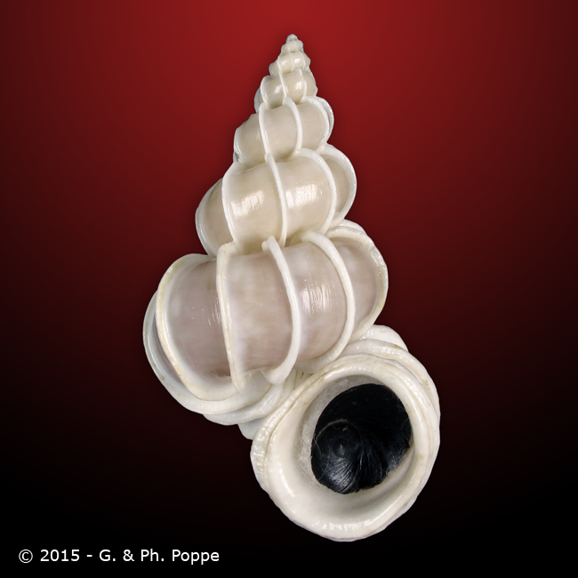 Shell Encyclopedia - Conchological MegaDatabase Iconographic Overview ...