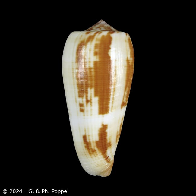 Shells For Sale | Conchology