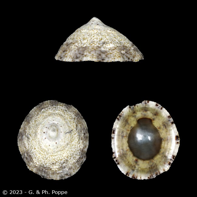 Featured Shells For Sale | Conchology