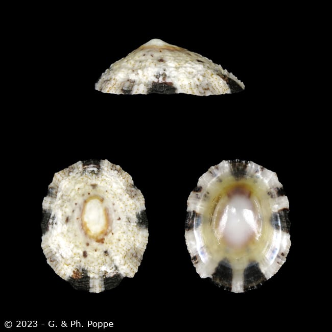 Featured Shells For Sale | Conchology