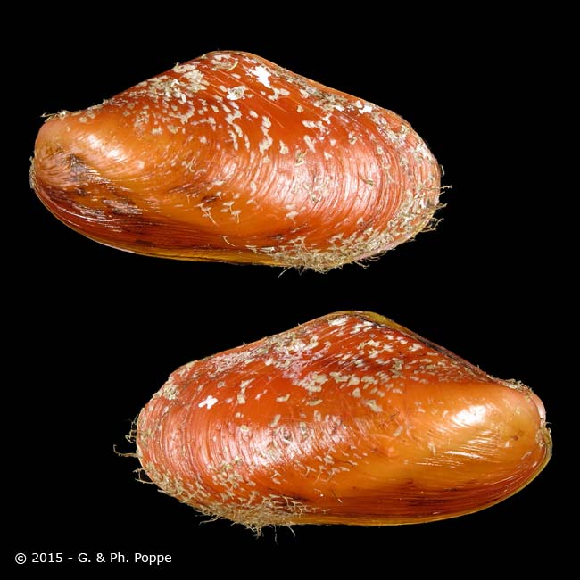 Shell Encyclopedia - Worms Details | Conchology | Conchology