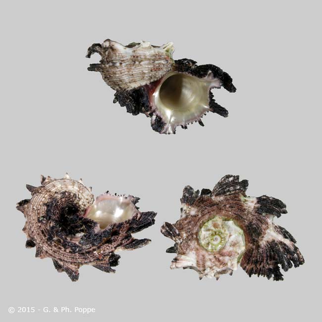 Featured Shells For Sale | Conchology