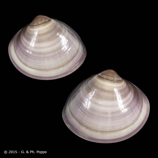 Shell Encyclopedia - Conchological MegaDatabase Iconographic Overview ...