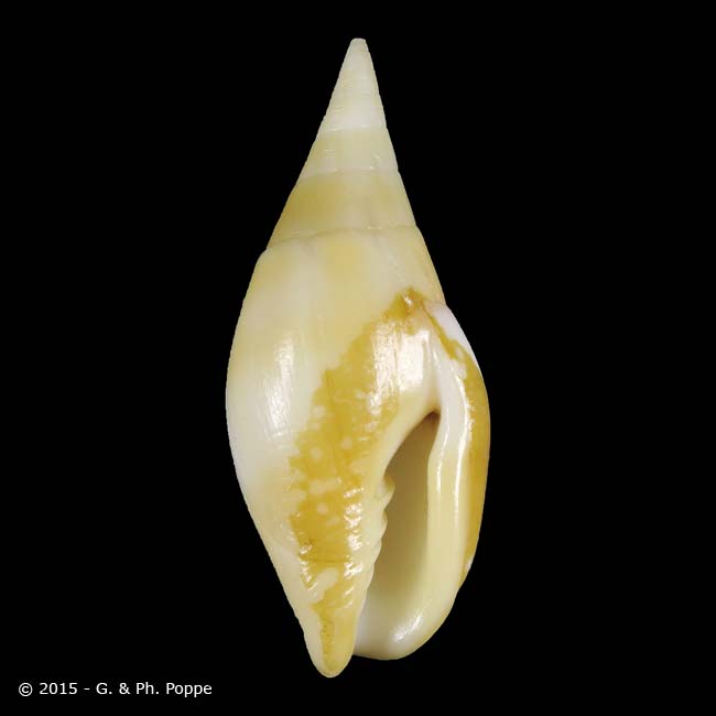 New Additions Shells For Sale | Conchology