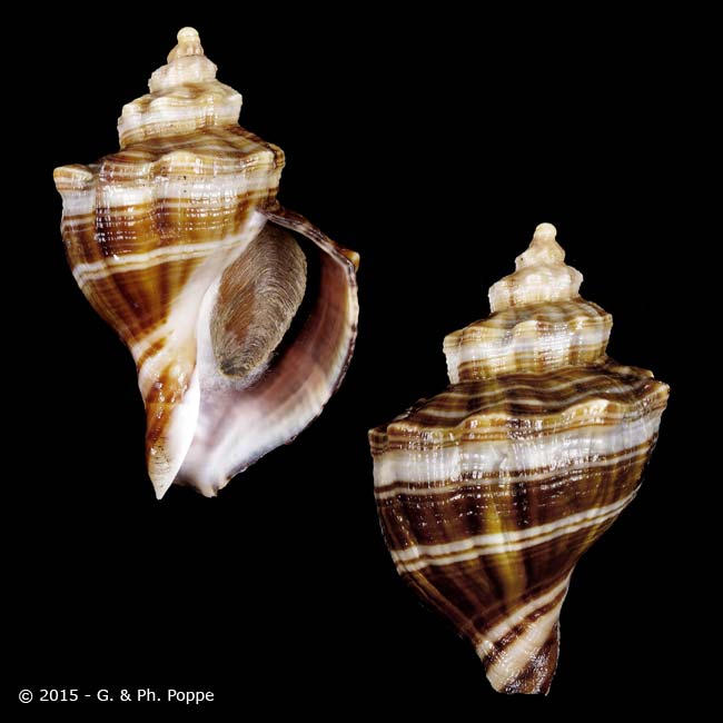 Shell Encyclopedia - Worms Details | Conchology | Conchology