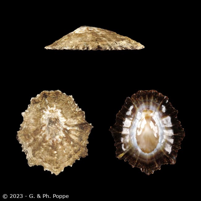 Featured Shells For Sale | Conchology