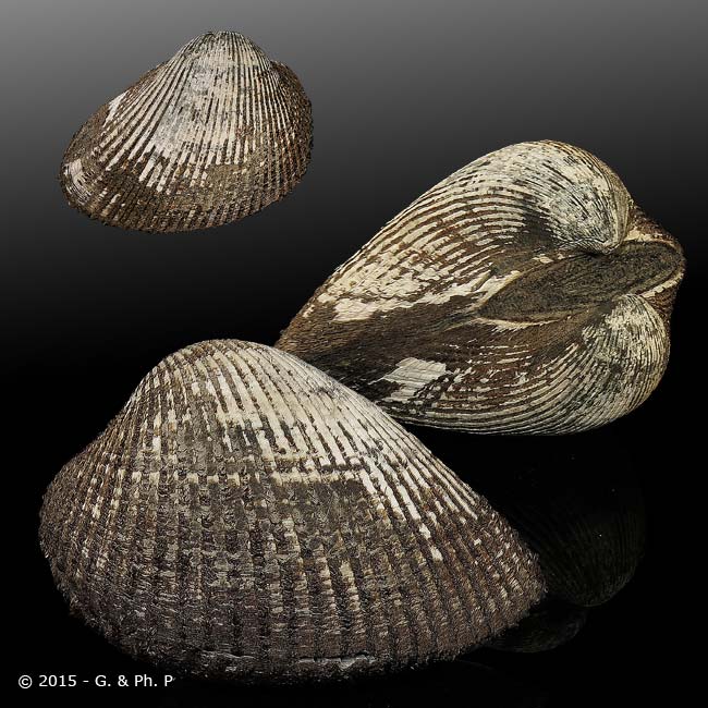 Shell Encyclopedia - Worms Details | Conchology | Conchology