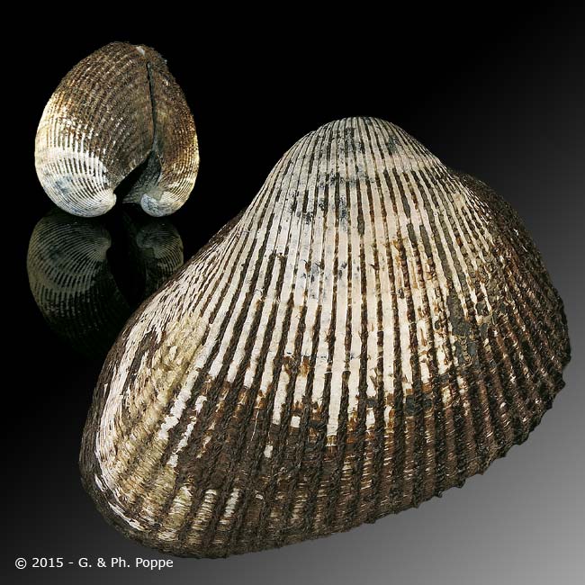 Shell Encyclopedia - Worms Details | Conchology | Conchology