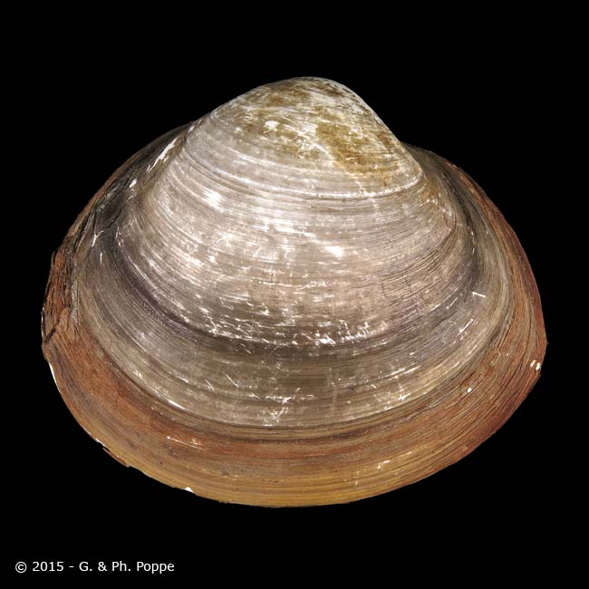 Shell Encyclopedia - Conchological MegaDatabase Iconographic Overview ...