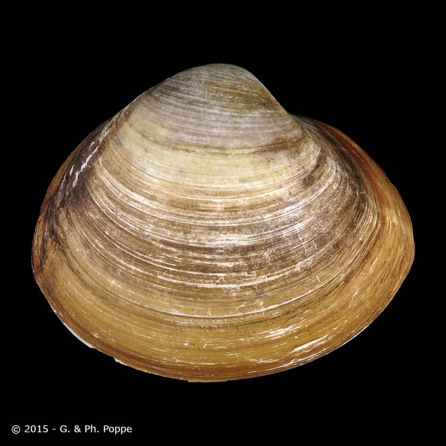 Shell Encyclopedia - Conchological MegaDatabase Iconographic Overview ...