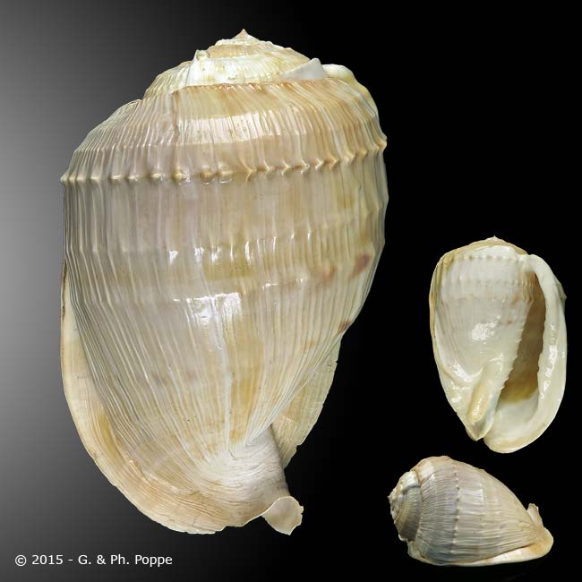 Shell Encyclopedia - Conchological MegaDatabase Iconographic Overview ...