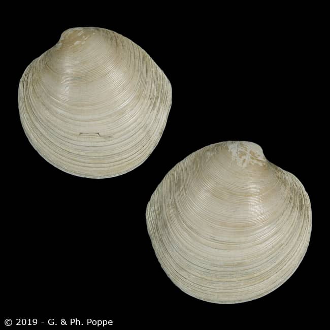 Shell Encyclopedia - Conchological MegaDatabase Iconographic Overview ...