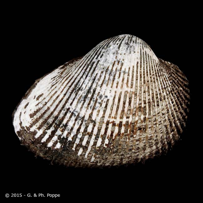 Shell Encyclopedia - Worms Details | Conchology | Conchology