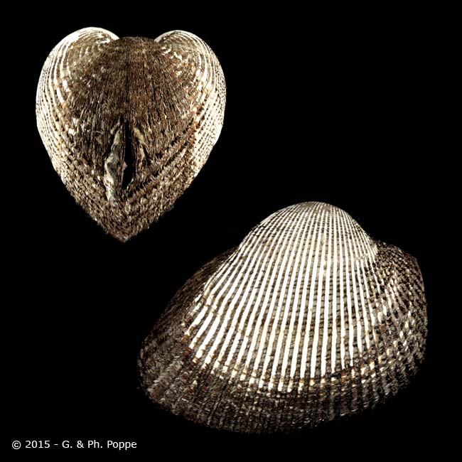 ARCIDAE, Anadara broughtonii for Sale | Conchology