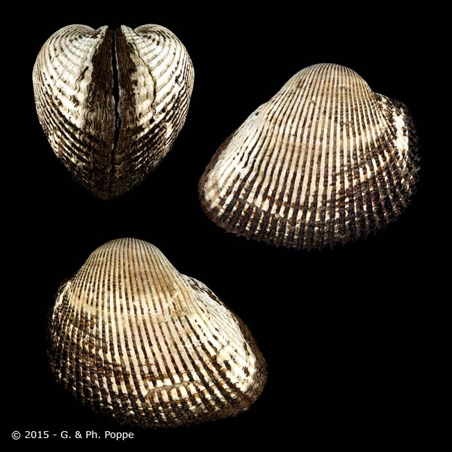 ARCIDAE, Anadara broughtonii for Sale | Conchology